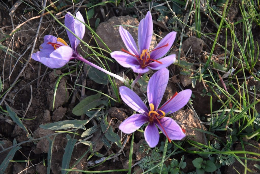 The Wire: The Wire News India, Latest News,News from India, Politics ...