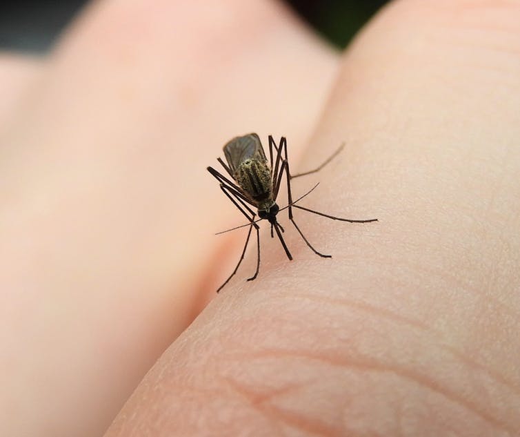 The Ecological Importance of Mosquitoes – The Wire Science