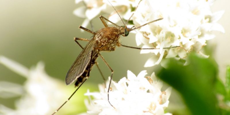 The Ecological Importance of Mosquitoes