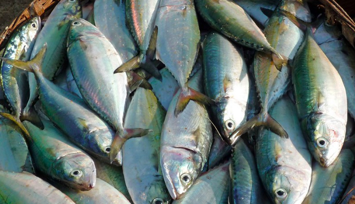 FSSAI Sets August 2020 Deadline For Standards on Formaldehyde in Fish