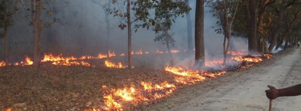 Most Forest Fires in India Are Due to Human Activity – The Wire Science