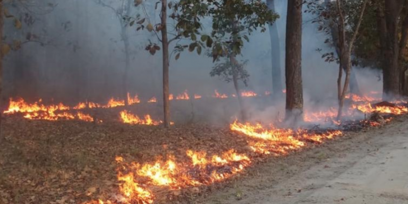 Most Forest Fires in India Are Due to Human Activity