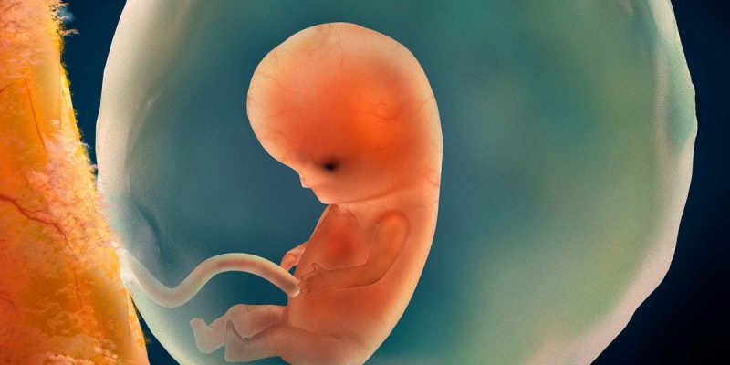 Why Artificial-Womb Technology Will Not Herald Women's Liberation