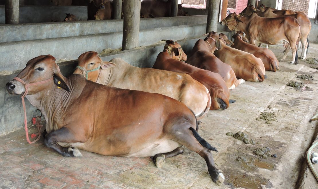 Scientists Demand DST Cancel New Plans for Research on Indian Cows ...