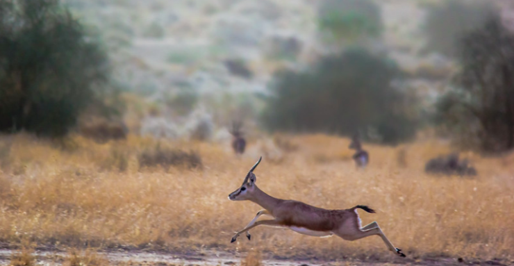 Rajasthan Uncovers Chinkara Poaching Racket – The Wire Science