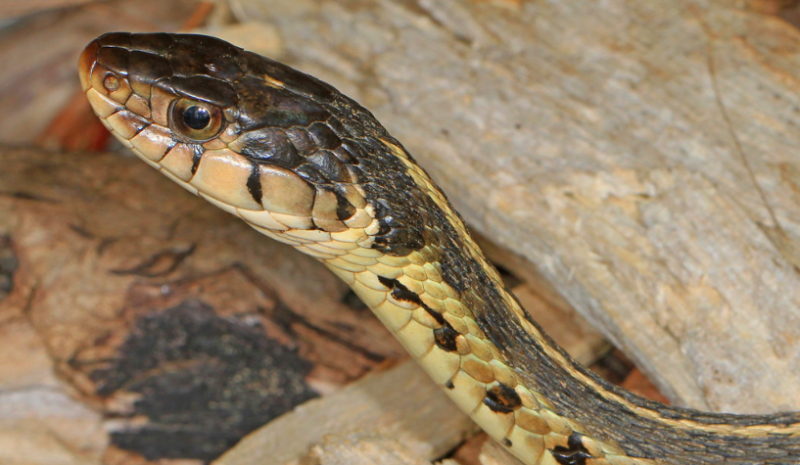 New Species of Wood Snake Found in the Western Ghats – The Wire Science