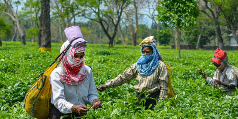 COVID-19 Has Pushed India's Already Suffering Tea Plantation Workers ...
