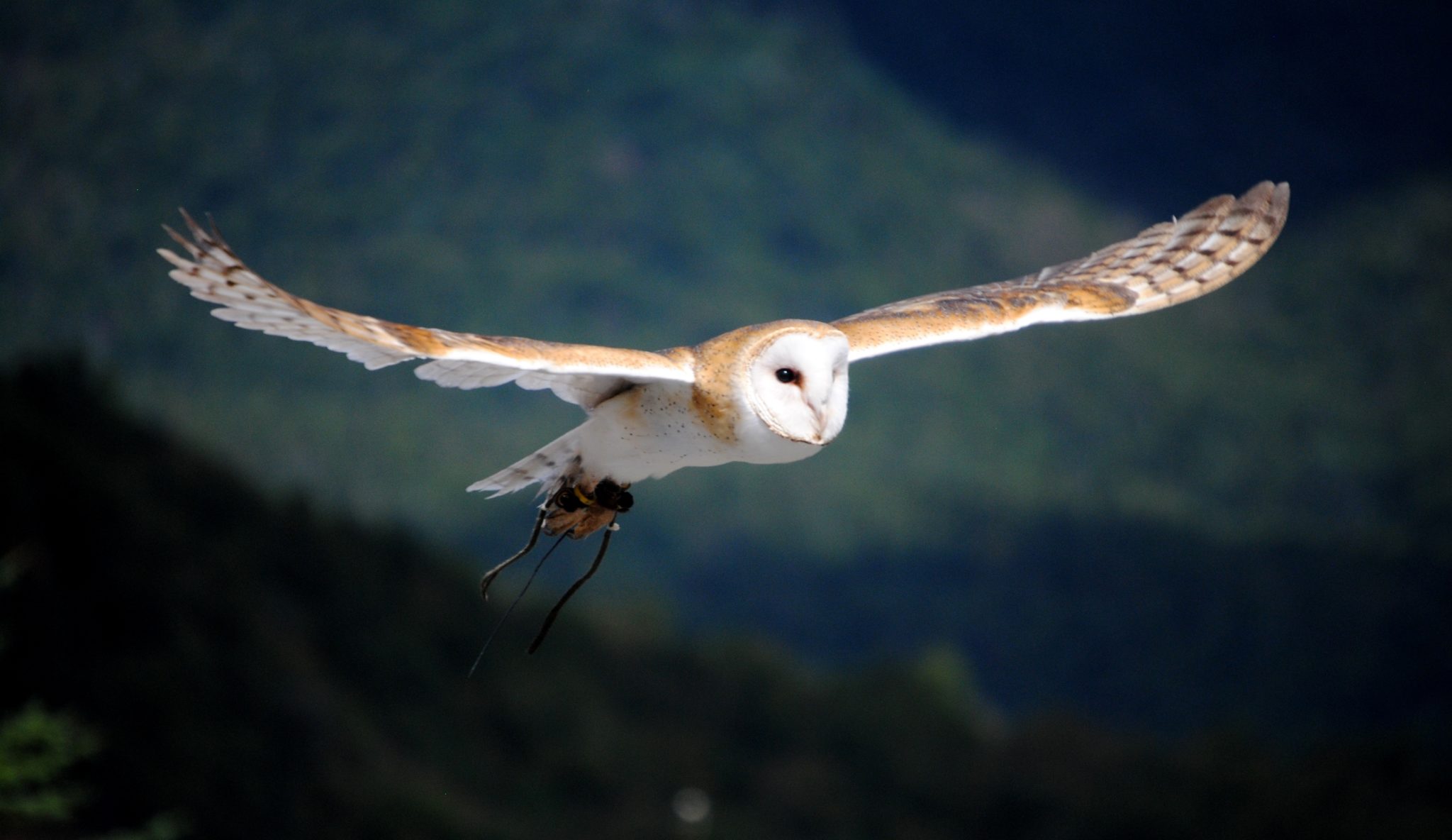 How Do Owls Fly So Quietly? – The Wire Science