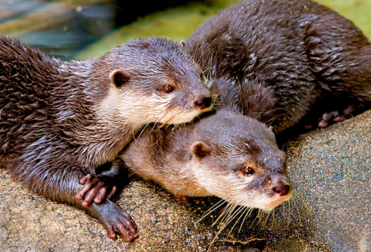 Exploring the Biology of Friendship – The Wire Science