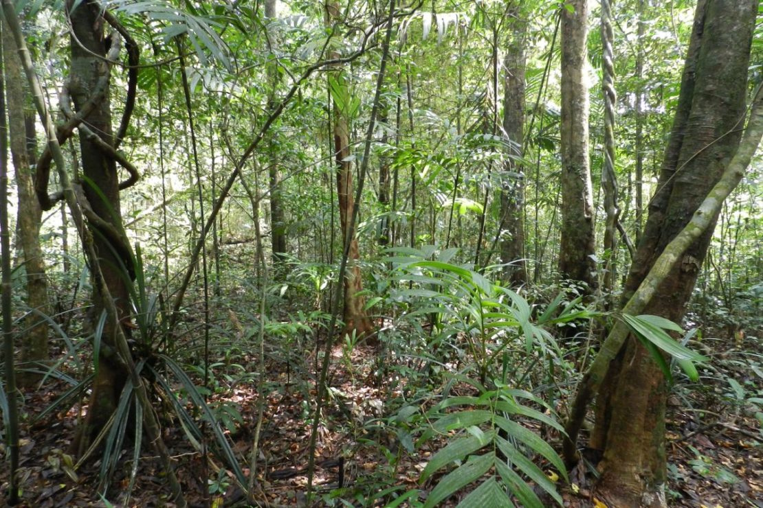 Natural, Biodiverse Forests Are Better at Fighting Climate Change Than ...