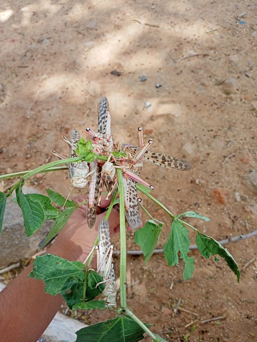 Climate Change Brings the Worst Locust Attack in Decades to India
