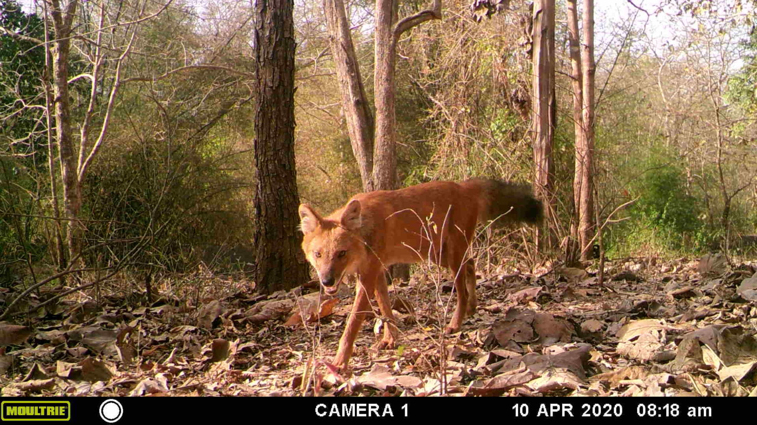 After 50 Years, the Dhole Comes to Gujarat – The Wire Science
