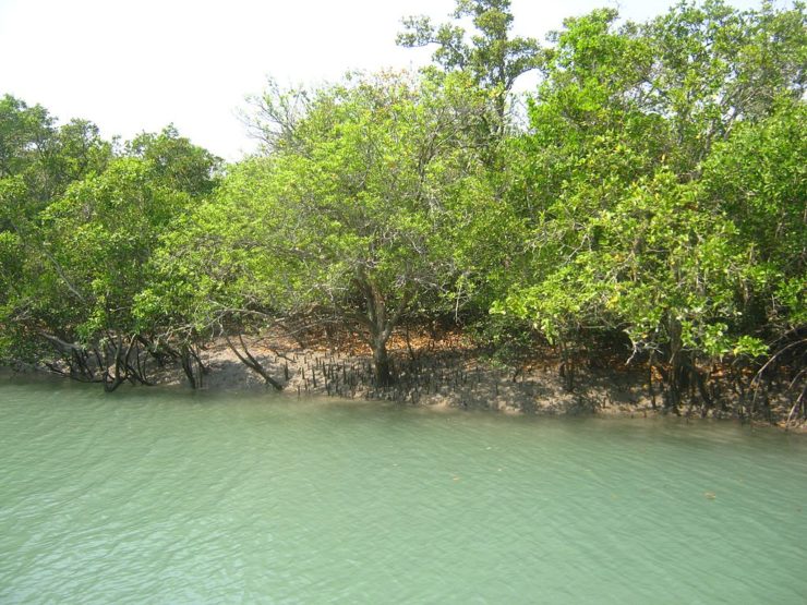 Amphan in the Sundarbans: How Mangroves Protect the Coast From Tropical ...