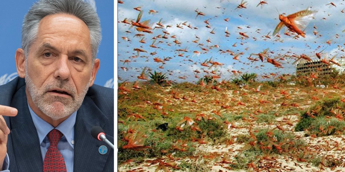 Listen | The Worst of the Locust Invasion is Yet to Come, Says FAO ...