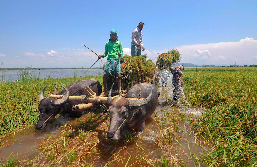 Why Are Most Assam Farmers Not Protesting Against the Farm Laws?