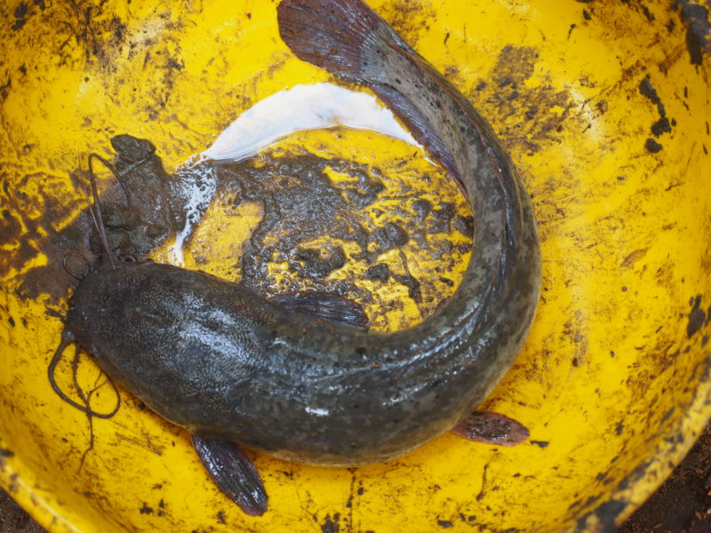 Choosing the Better Fish to Make Goa’s Sour Spicy Fish Curry – The Wire ...