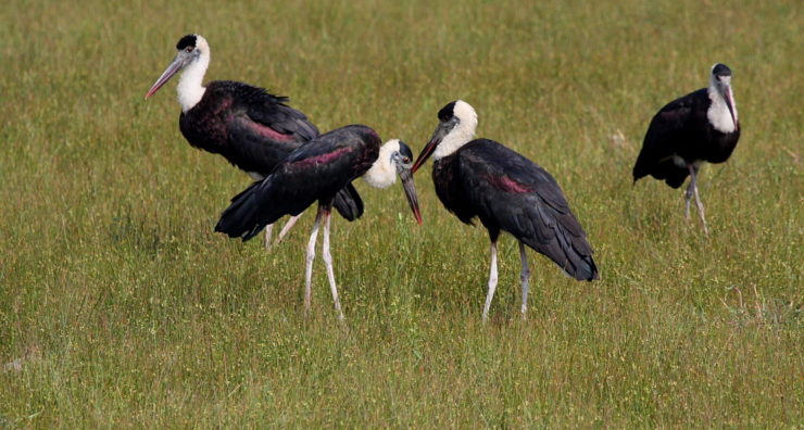 The Unusual Story of How Woolly-Necked Storks Are Bouncing Back – The ...