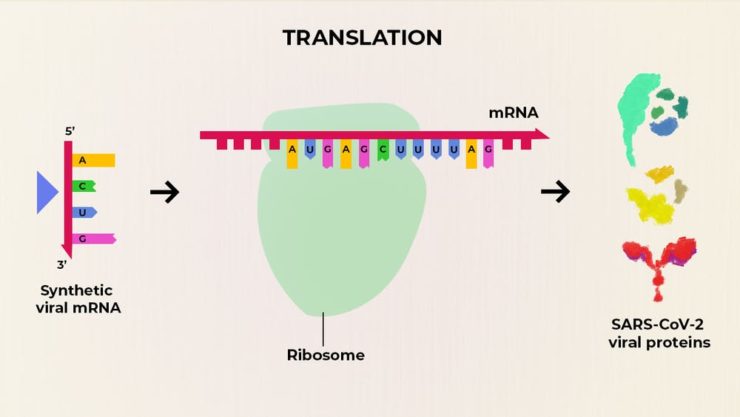 What Are the Advantages of an mRNA Vaccine for COVID-19? – The Wire Science
