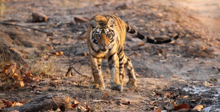 States Propose Minimal Eco-Sensitive Zones Around Protected Areas – The ...