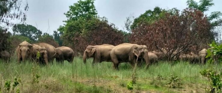 The Elephants of Odisha Face an Uncertain and Dangerous Future – The ...