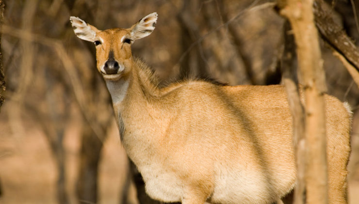 Is It Constitutional to Declare Wild Animals to Be ‘Vermin’? – The Wire ...