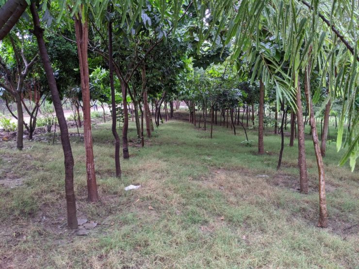 Dear Forest Department – Where Are the Native Species in Delhi’s Urban ...