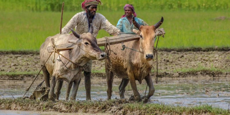 Three Farm Bills and India’s Rural Economy