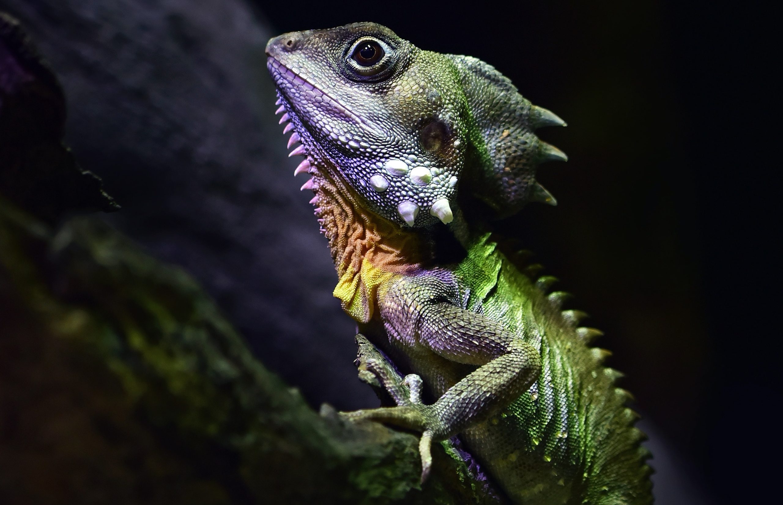 Look Past Ecosystem ‘Services’ – To Scientific Wonders and the Miracles ...