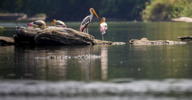 India’s Biodiversity Stressed From Loss of Freshwater Systems ...