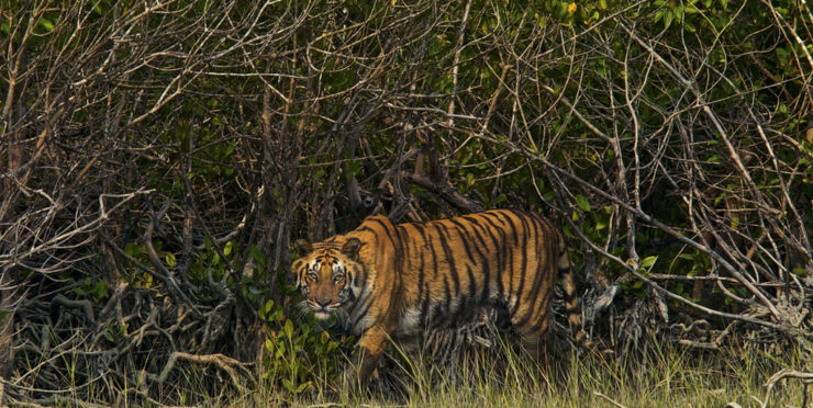Sundarbans an ‘Endangered’ Ecosystem Under IUCN Red List, Researchers ...