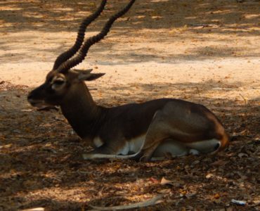 Chennai ecological history – The Wire Science