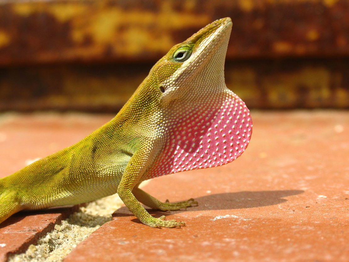 Adaptation: Evolution of Island Lizards Remains a Mystery – The Wire ...