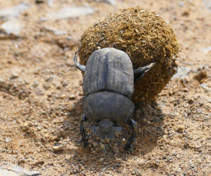 More Fun Than Fun: Dung Beetles, the Milky Way and the Marvels of ...