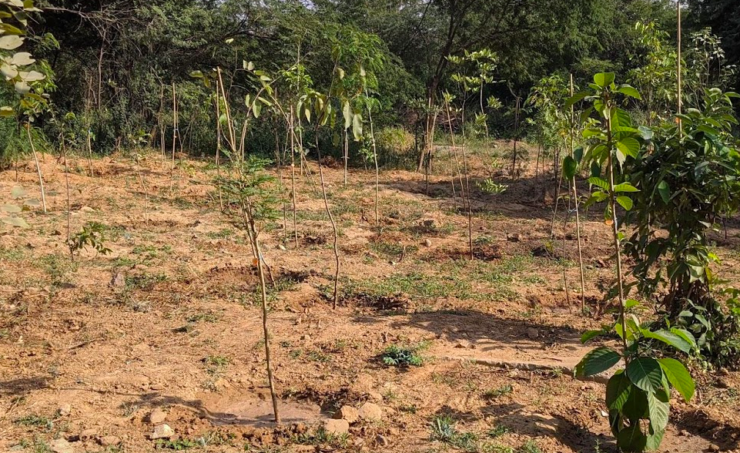 The Forest Department’s Plan for One of the World’s Largest Urban ...