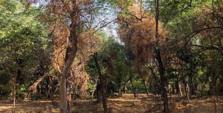 The Forest Department’s Plan for One of the World’s Largest Urban ...