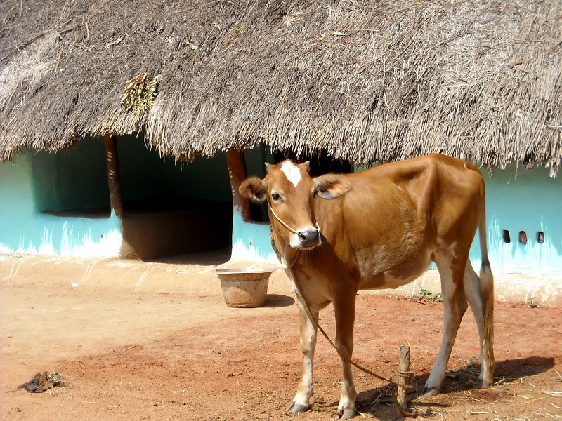What Tamil Nadu s Experience With Private Milk Procurement Tells Us What Tamil Nadu s Experience With Private Milk Procurement Tells Us