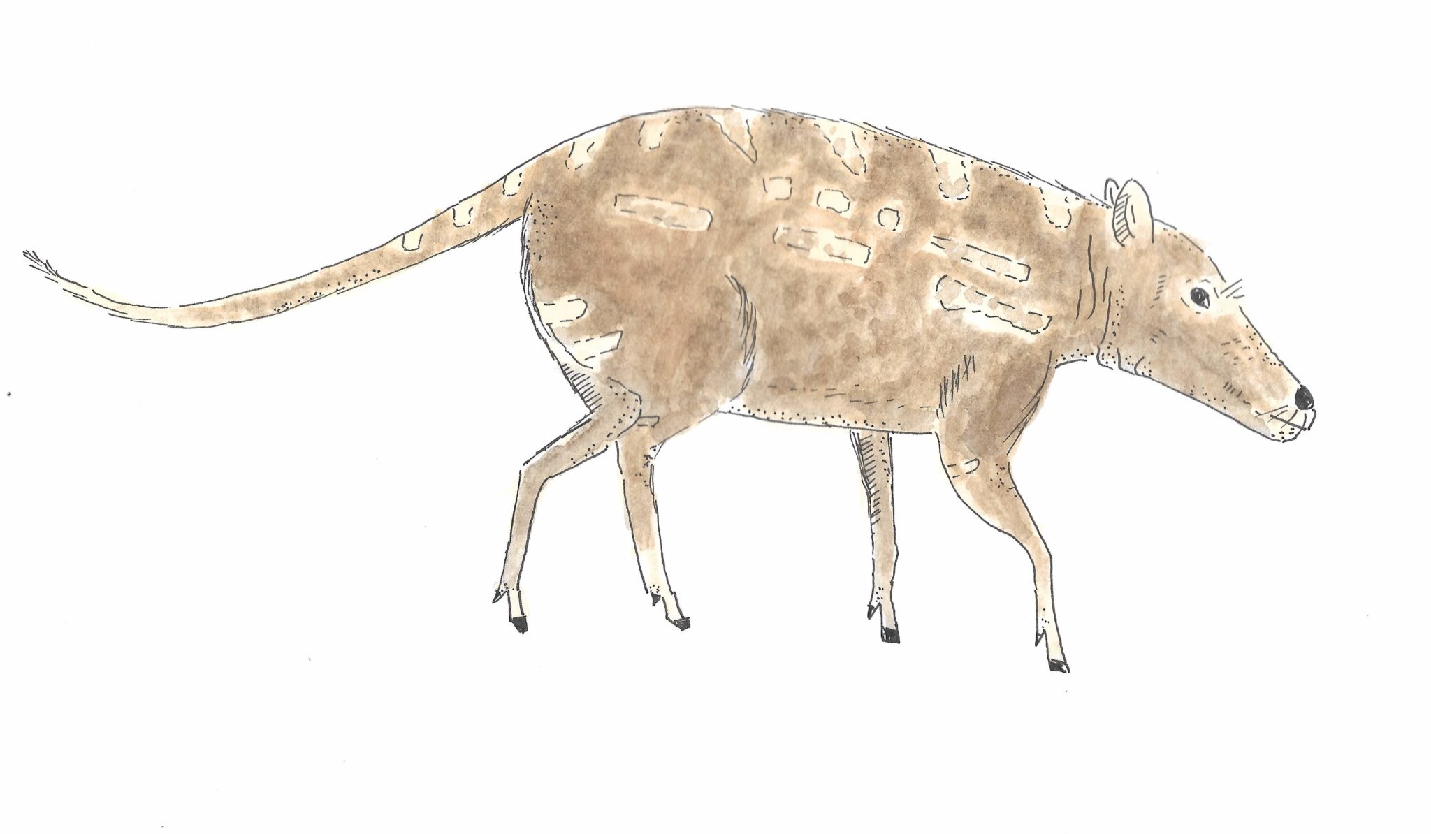 How Palaeontologists Pieced Together the Strange Story of Whale ...