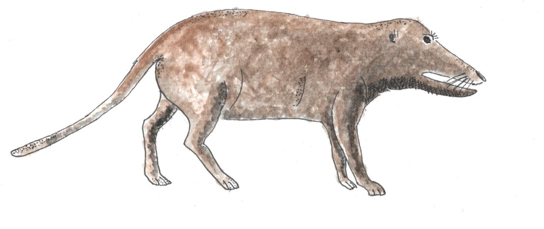 How Palaeontologists Pieced Together the Strange Story of Whale ...