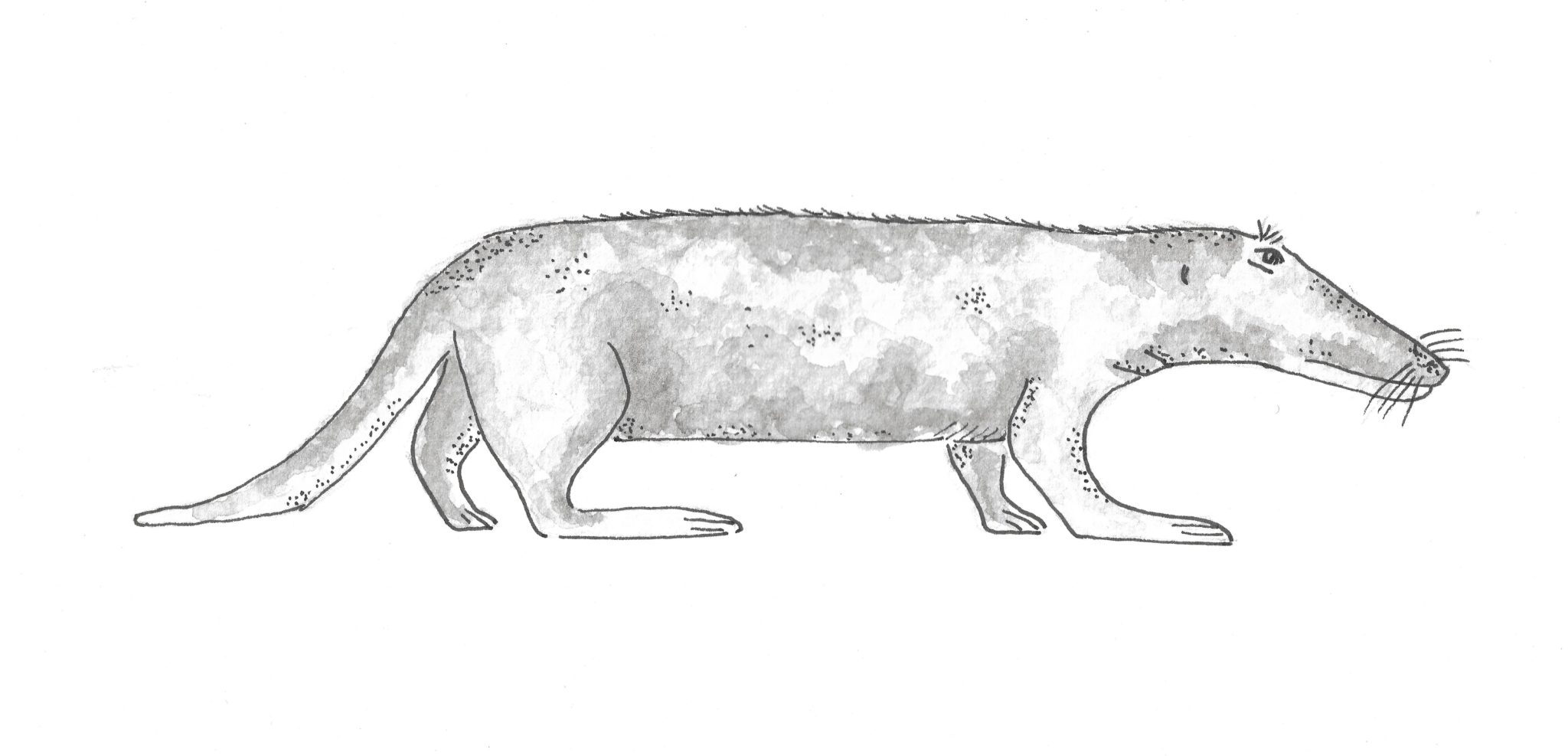 How Palaeontologists Pieced Together the Strange Story of Whale ...