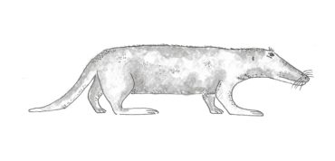 How Palaeontologists Pieced Together the Strange Story of Whale ...