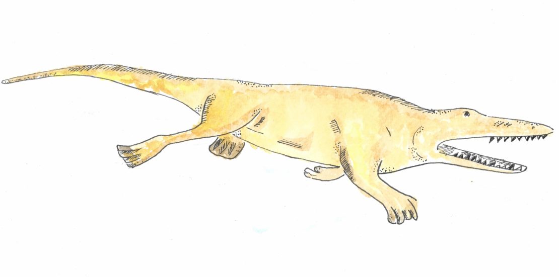 How Palaeontologists Pieced Together the Strange Story of Whale ...