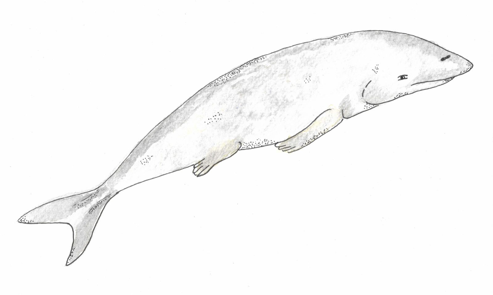 How Palaeontologists Pieced Together the Strange Story of Whale ...
