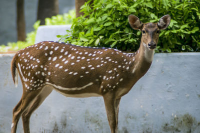 At IIT Madras, There Is a People-Dog-Wildlife Conflict – The Wire Science