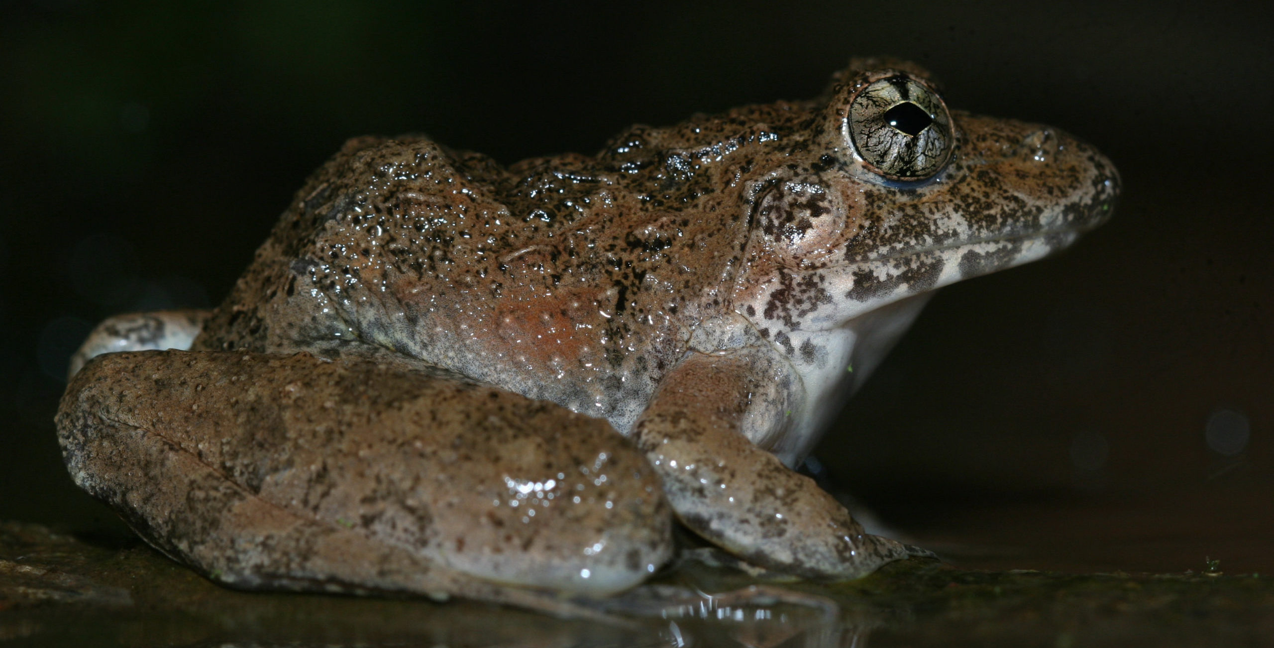 The Same Frog Has Been Found in the Eastern and Western Ghats – 1,000 ...