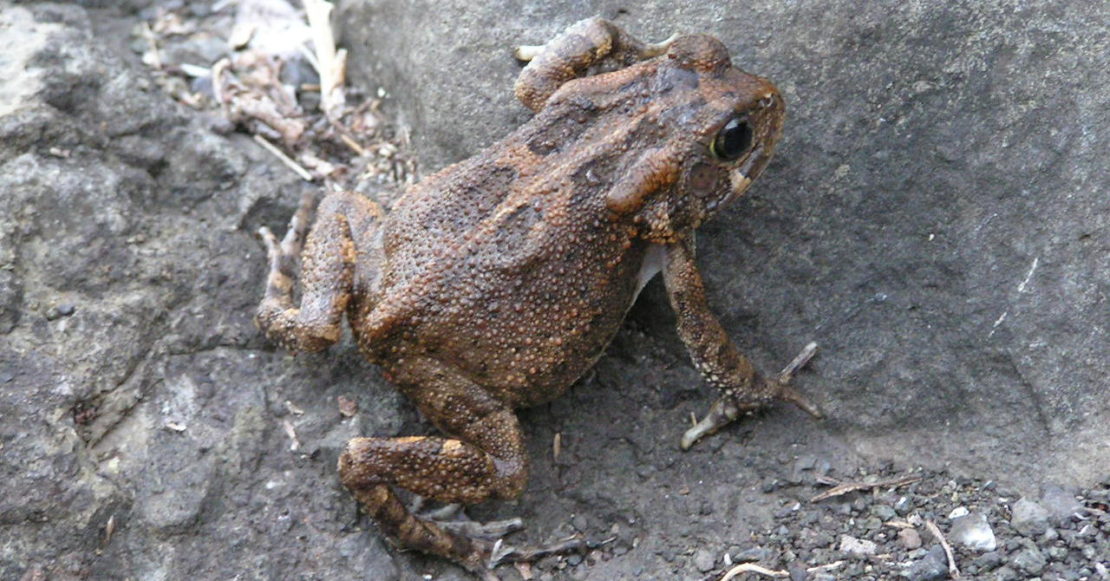 An Invasive Toad in Mauritius Is Eating Away Endangered Species – The ...