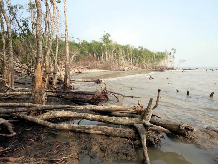 When the Sea Rises: A Story from the Indian Sundarbans – The Wire Science
