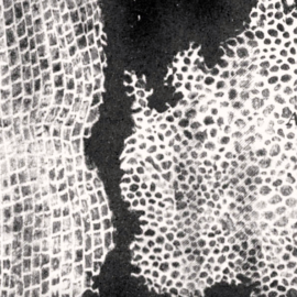 The Bizarre History of Binding Books With Human Skin – The Wire Science