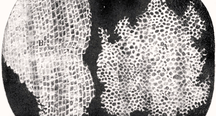 New Research Has Biologists Rethinking How Cells Shape Their Internal ...