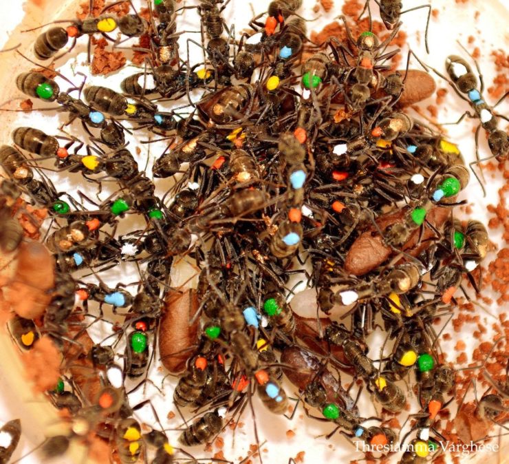 More Fun Than Fun: Experienced Ants Lead and Teach, Naïve Ants Follow ...