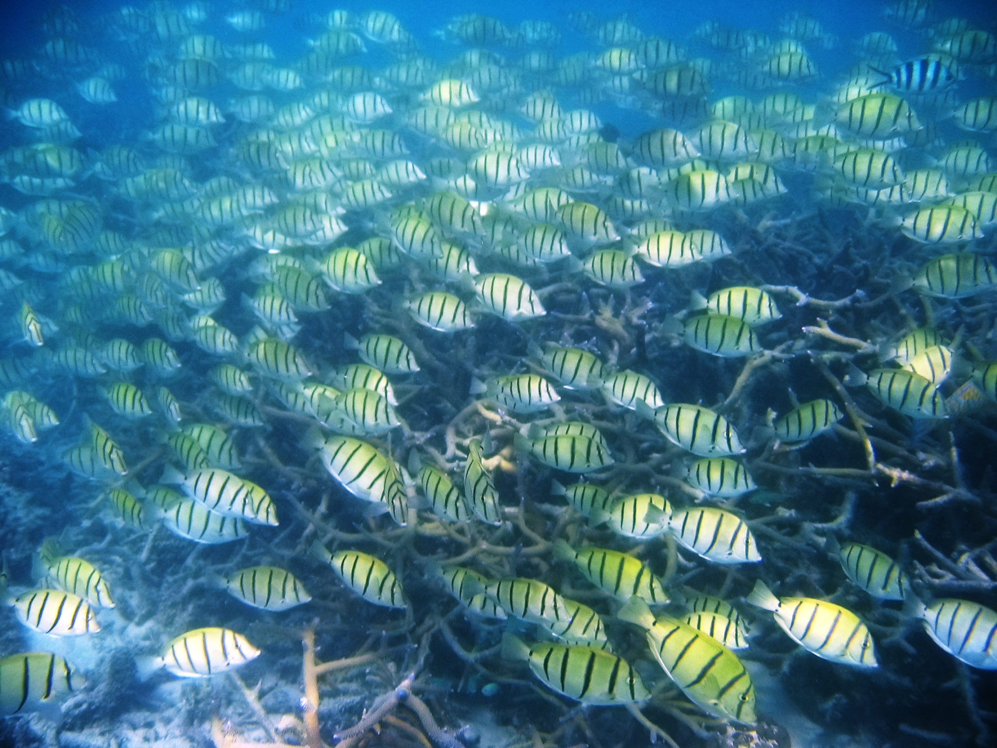 IUCN Downgrades Great Barrier Reef’s Conservation Status to ‘Critical ...